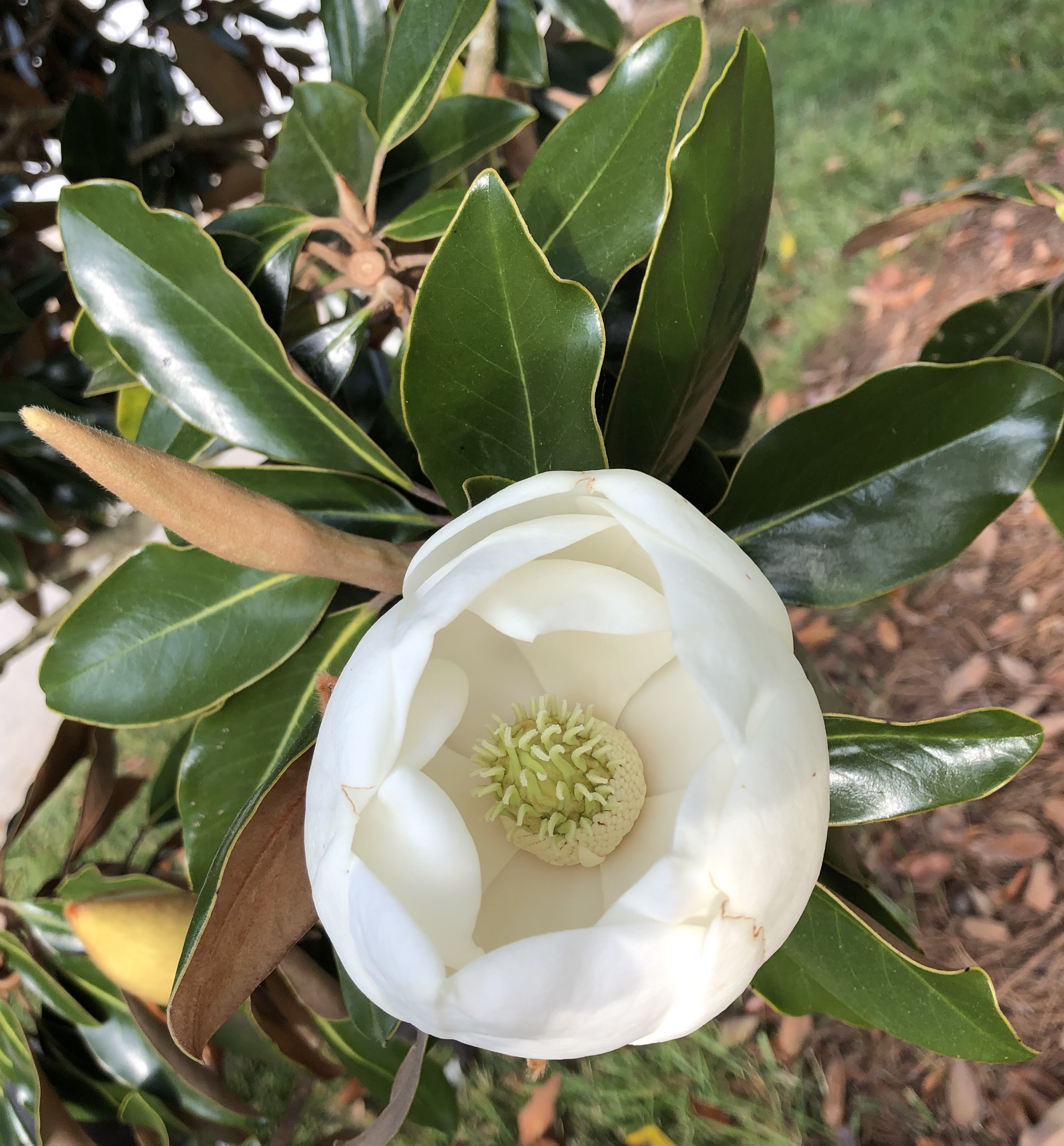 The Magnolia Tree – Good One God